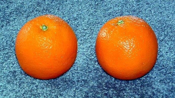 Answer - Oranges & Oranges - Questioned Documents - Norwitch Document ...